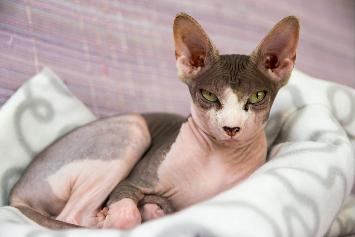 Las 10 razas de gatos más caros del mundo: descubre sus precios