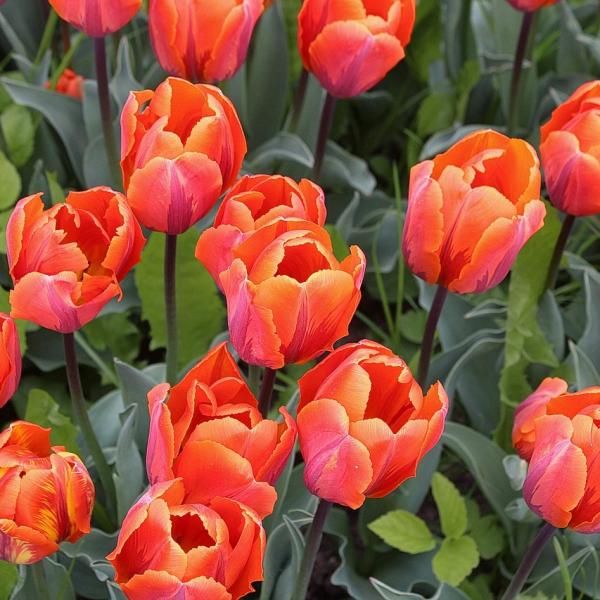 Consejos Para Plantar Tulipanes COMO Sembrar TULIPANES (BULBOS) En El