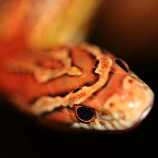 Colores De Las Serpientes De Maíz Serpiente Ratonera Roja