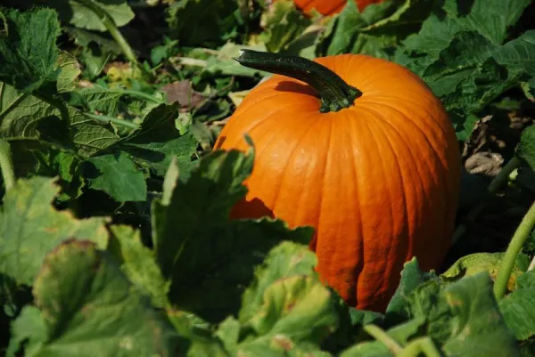 Partes De Una Planta De Calabaza Plagas Más Frecuentes De La