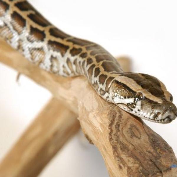 Serpiente Cocida La Serpiente Cocida Descansa Bajo Las Plantas. Qawra