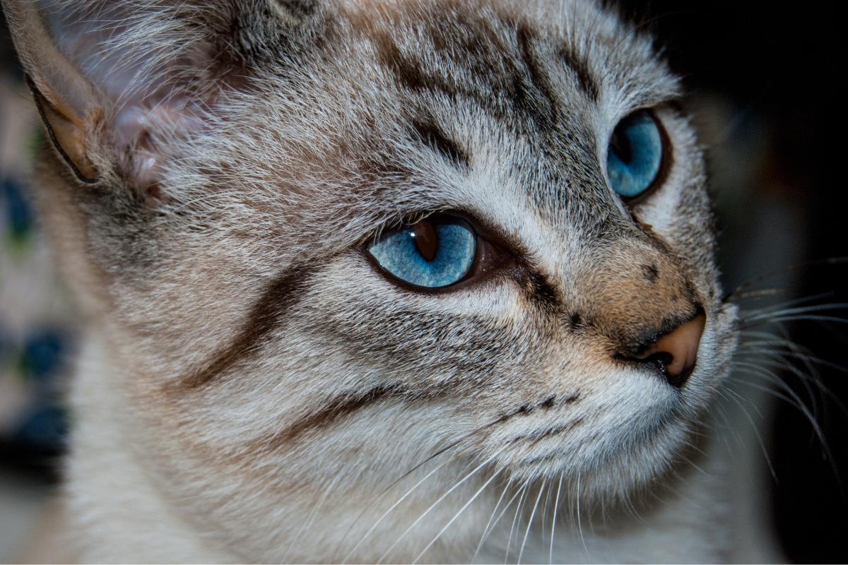 Razas de gatos con los ojos azules: descubre a estos bonitos felinos