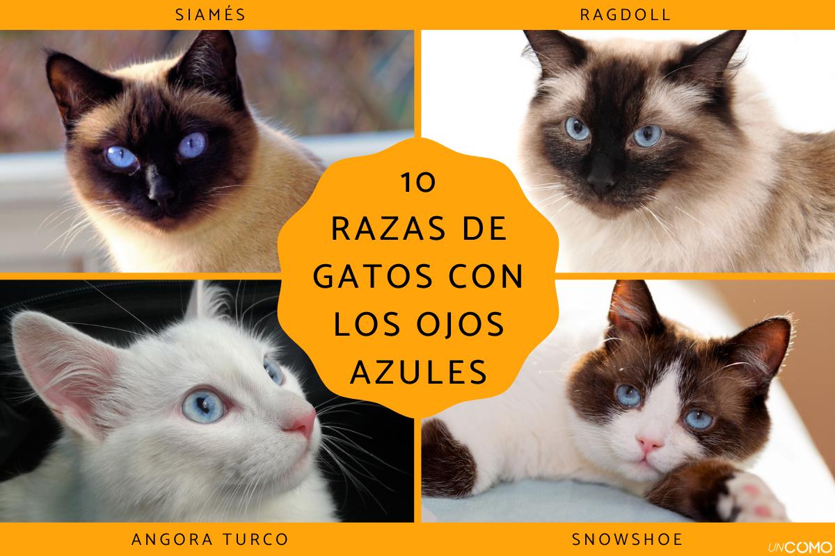 Razas de gatos con los ojos azules: descubre a estos bonitos felinos