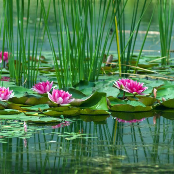 Nombres De Plantas Oceanicas