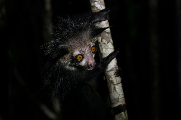 Los 10 animales más raros del mundo - No te pierdas cuáles son las ...