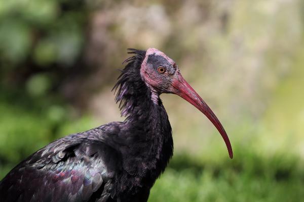 Los 10 animales más raros del mundo - No te pierdas cuáles son las ...