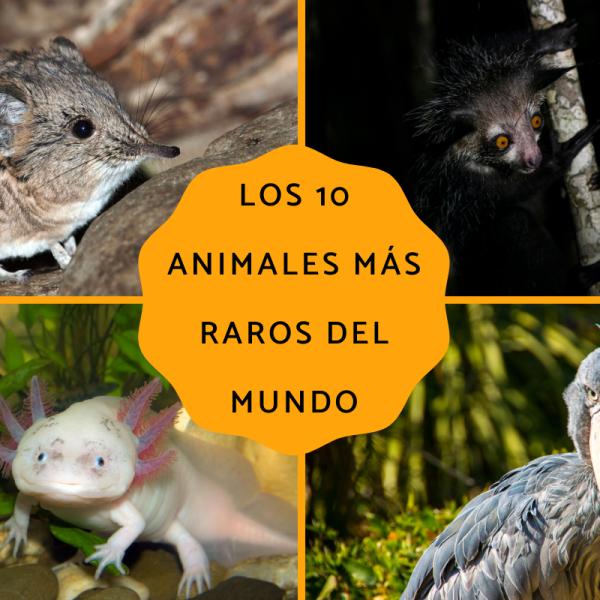 Los 10 Animales Más Raros Del Mundo ⿷ 60 ANIMALES RAROS: ? Que