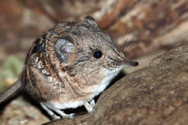 Los 10 animales más raros del mundo - No te pierdas cuáles son las ...