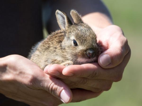 TODO sobre la SARNA en CONEJOS: síntomas, cómo curarla...
