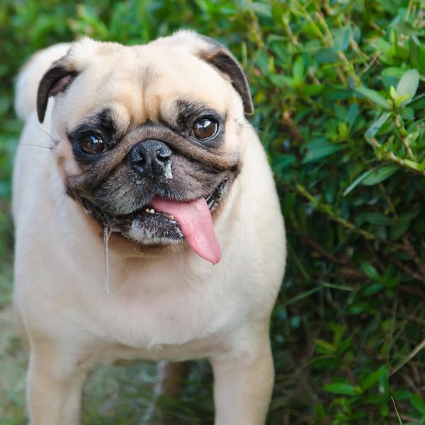 Cómo Se Usa La Sal Para Hacer Vomitar A Un Perro