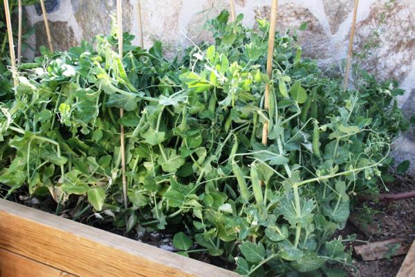 Cómo plantar habas - Los secretos del cultivo de habas para conseguir ...