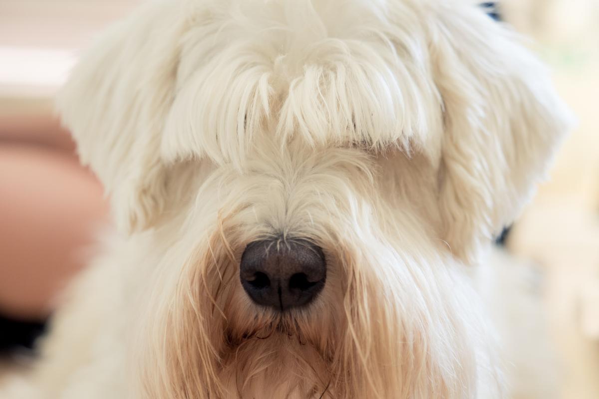 10 razas de perros pequeños blancos: conoce estos canes peludos y de ...