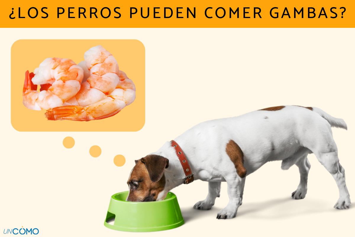¿Los perros pueden comer gambas? Descubre si son buenas para ellos