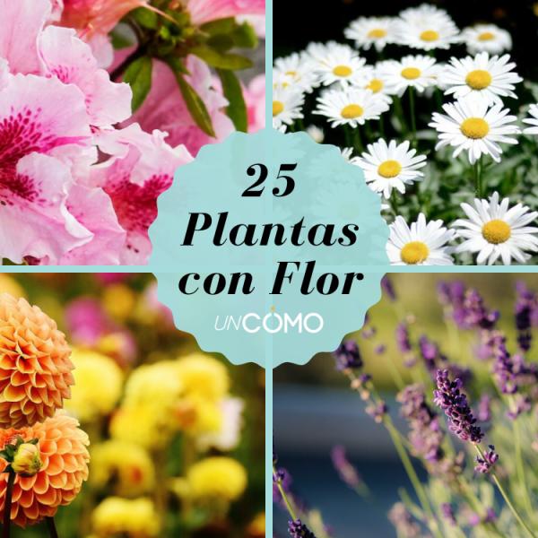 50 Nombres De Flores _ 100 Nombres De Flores Con Fotos – EMWGH