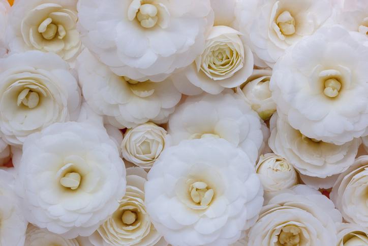 18 Plantas de Sol y Sombra: Nombres y Características