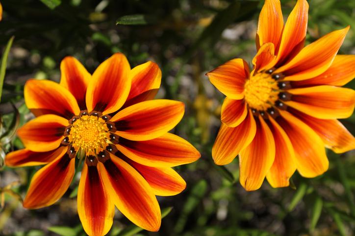 18 Plantas de Sol y Sombra: Nombres y Características