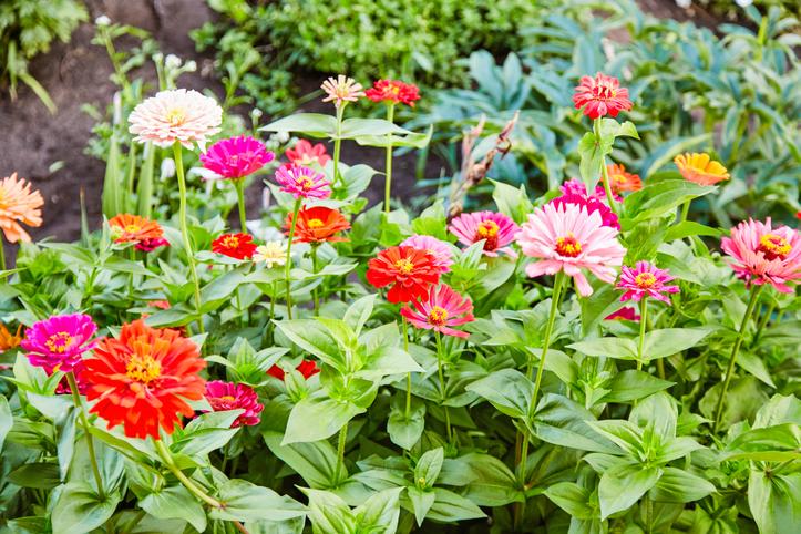 18 Plantas de Sol y Sombra: Nombres y Características