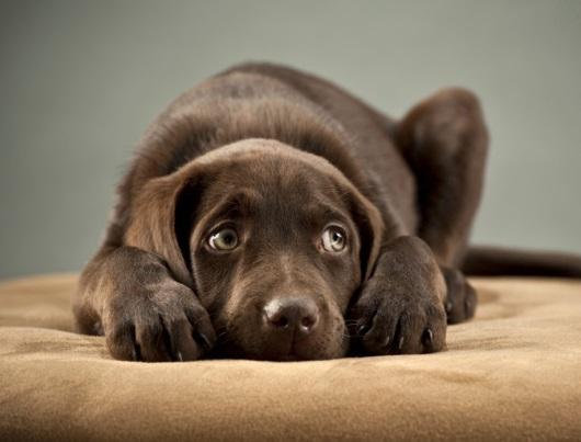 Cómo tratar la coprofagia canina - 4 pasos