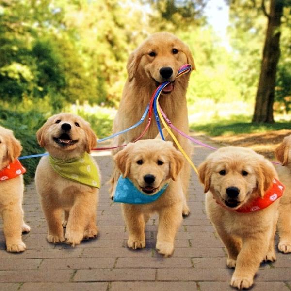 Las Madres Perros Muerden A Sus Cachorros