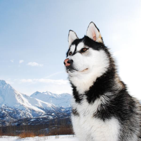 Mezcla De Husky Siberiano Negro Y Lobo Perros Híbridos: 19 Cruces De