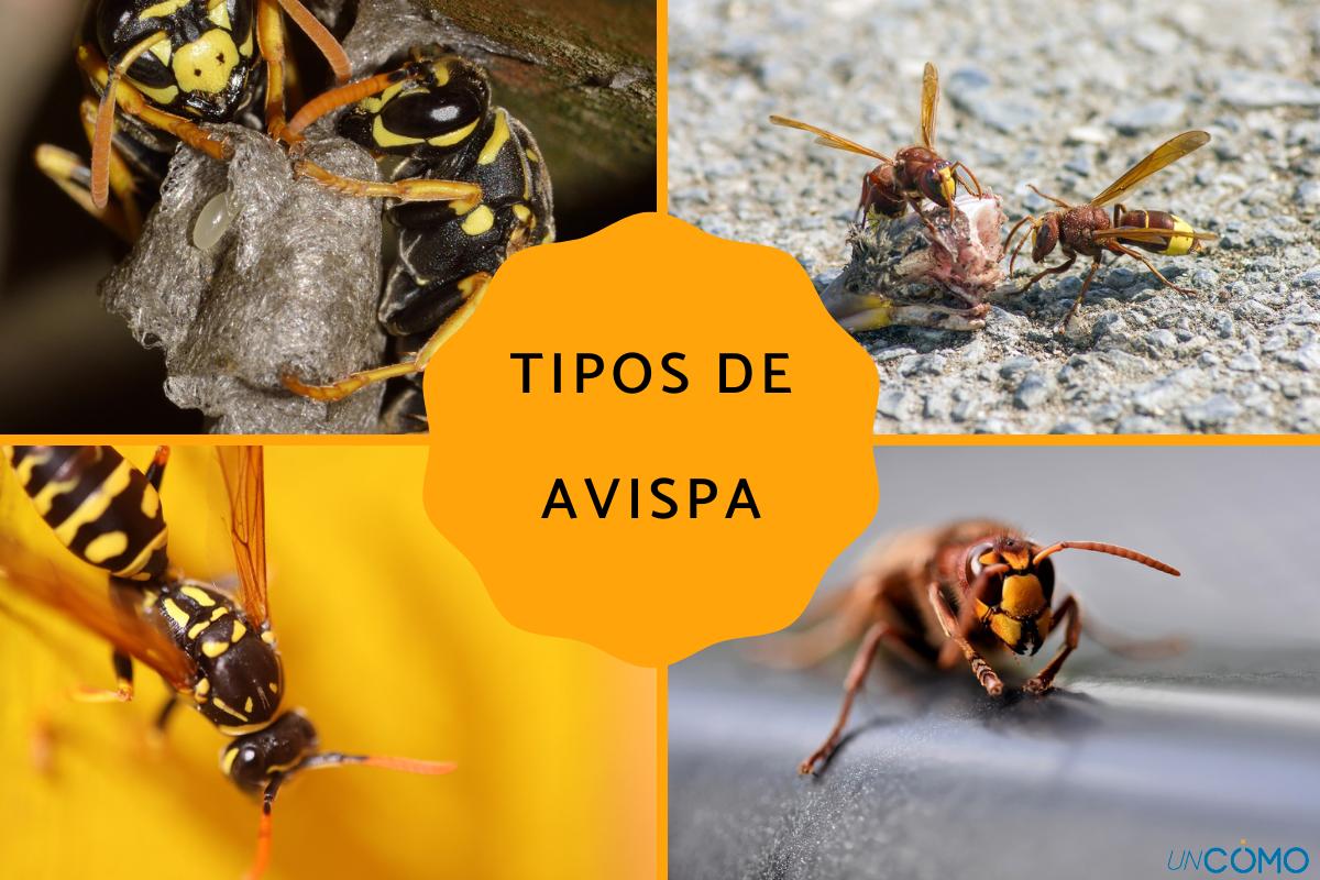 Tipos De Abejorros Y Avispas