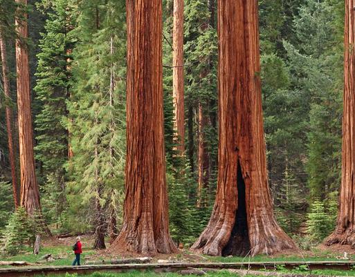 Cómo son las secuoyas - sequoia