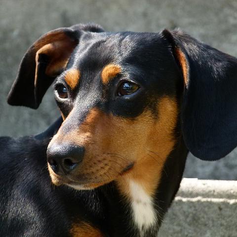 Cómo saber si mi perro está estresado - 8 pasos