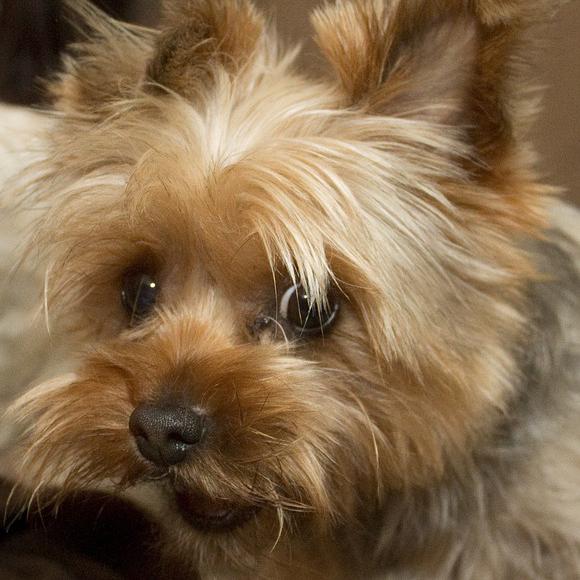 Cómo saber si mi perro está estresado - 8 pasos