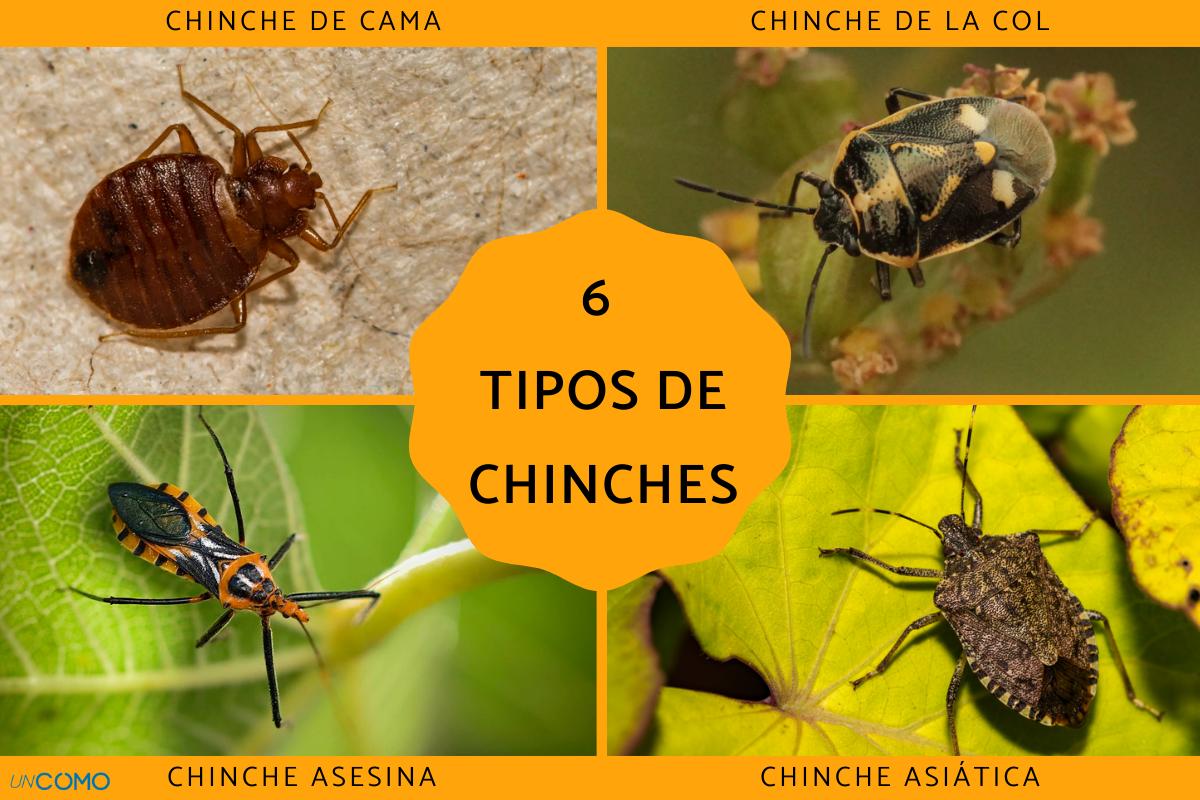 6 tipos de chinches - ¡Te explicamos cuáles son los que pican y los que ...