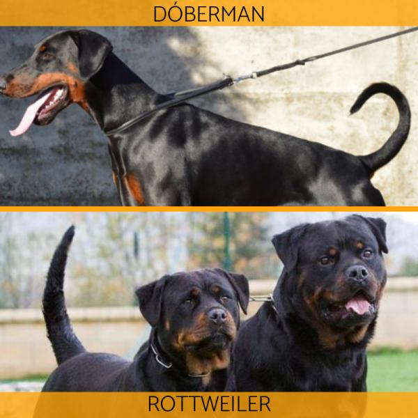Mezcla De Doberman Y Rottweiler