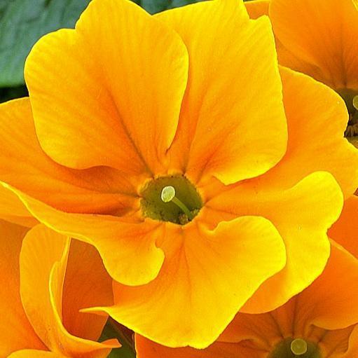 Cómo trasplantar y cuidar las Primulas - 6 pasos