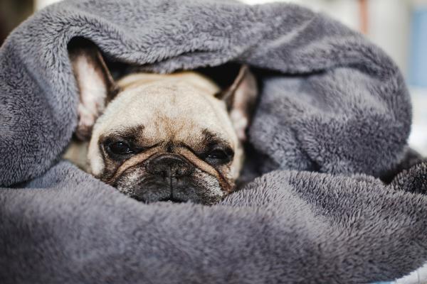 ¿Hay que tapar a los perros para dormir? - Te explicamos cuáles son las ...