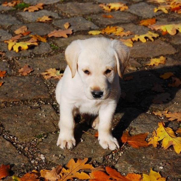 Labrador mestizo (27 fotos): descripción de las mezclas de labrador con ...