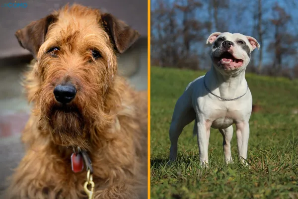 Razas De Perros Terrier Americano