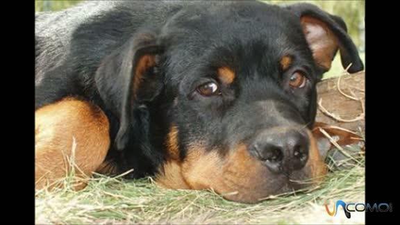 Cómo es un perro Rottweiler